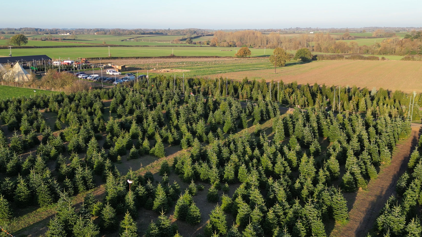 Real Christmas Trees Leicester & Northampton – Welford Christmas Tree Farm